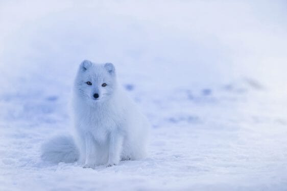 Animals Living in the North Pole | Mappr