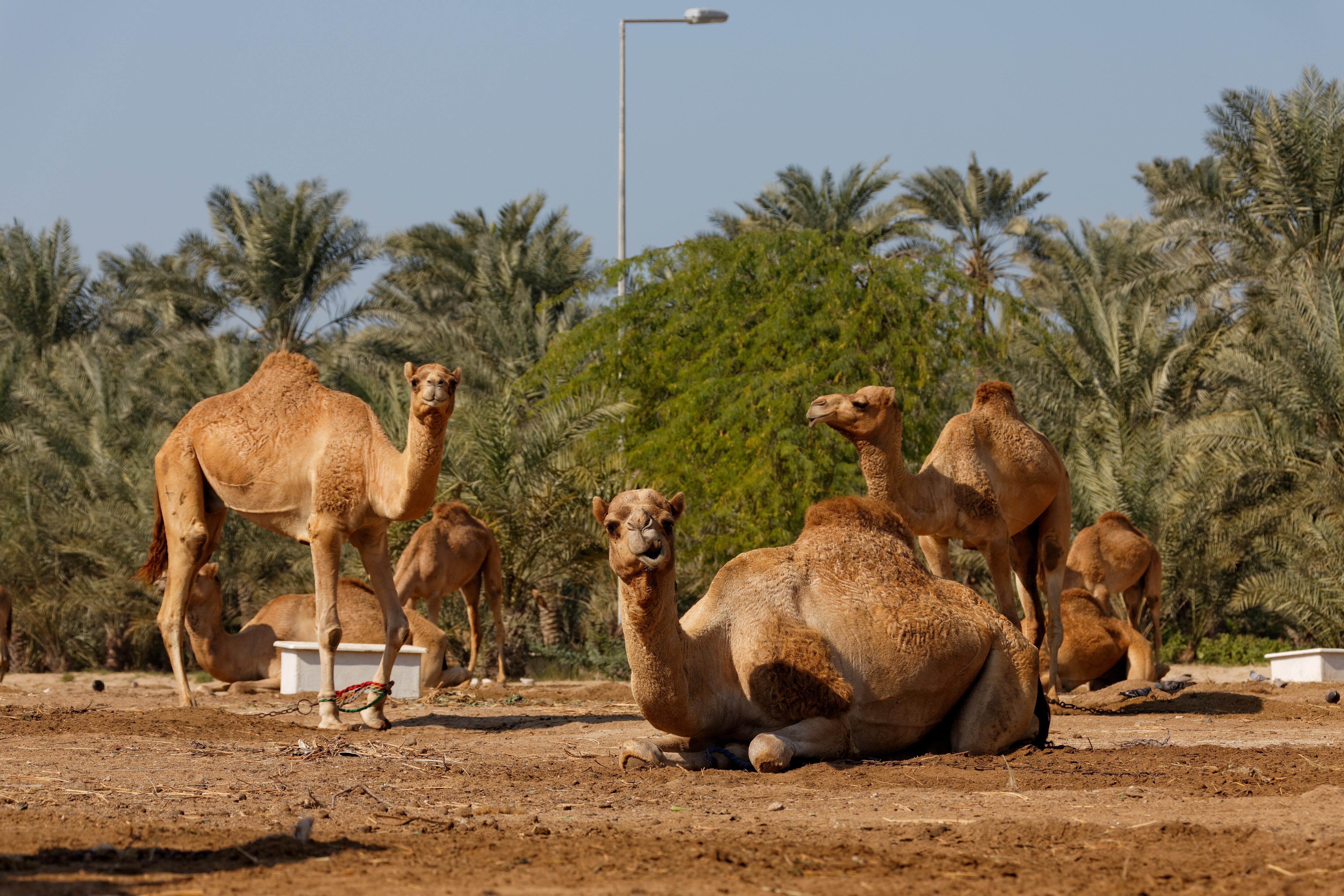20 Things to See and Do in Bahrain, FAQs, Tourism Facts