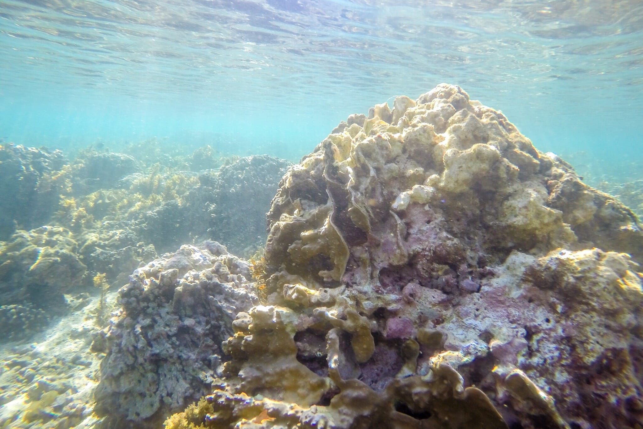 What is the capital of Samoa? | Mappr