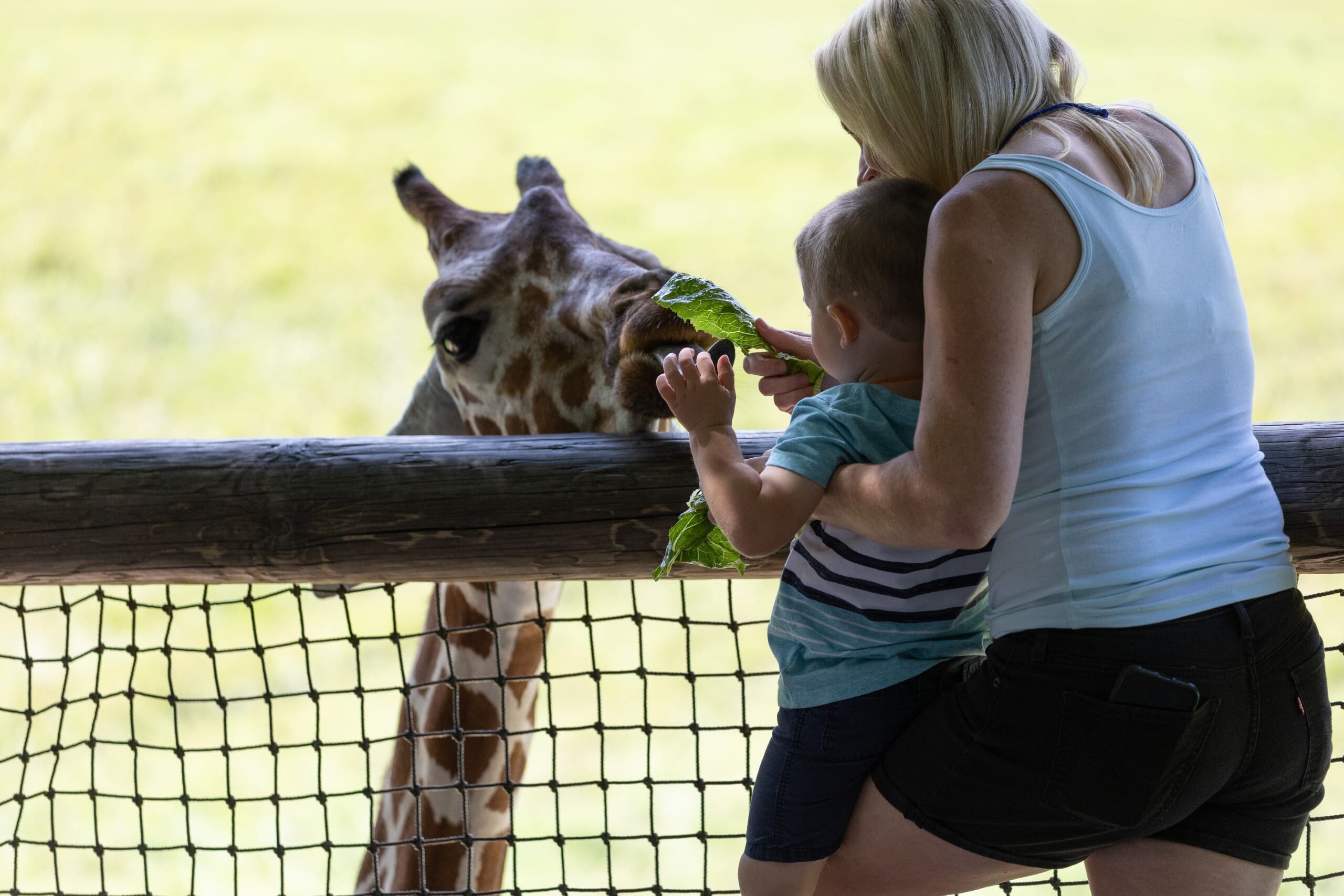 12 Largest Zoos in the United States: Map and Facts